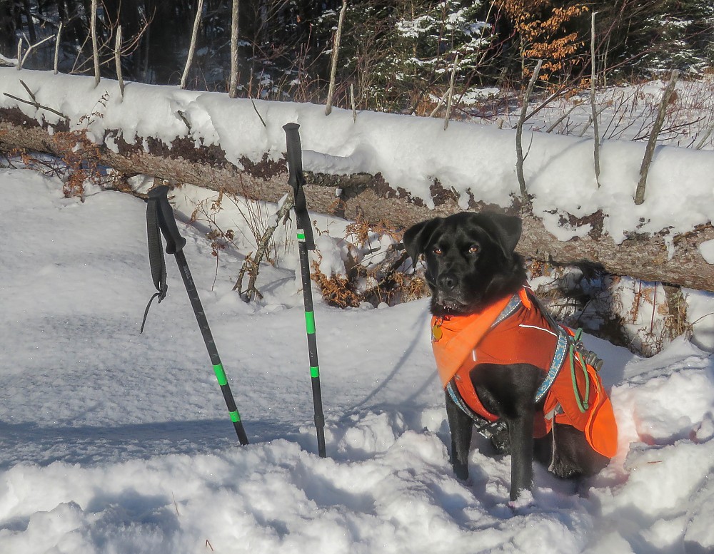 Ruffwear Overcoat Fuse Harness Jacket Reviews - Trailspace
