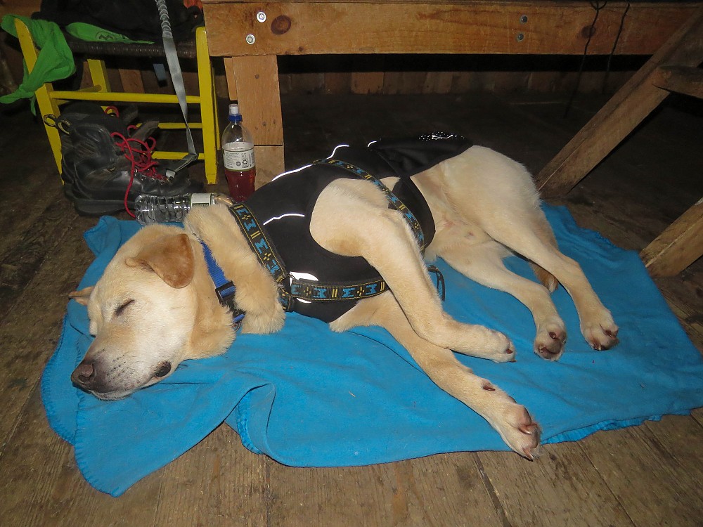 Stunt Puppy Sub Woofer Reviews - Trailspace